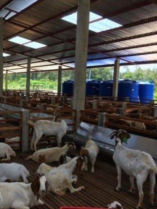 बकरियां बांधने वाले बाड़े में होनी चाहिए ये सुविधाएं... - How should ...