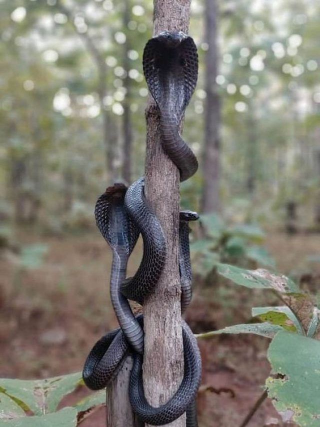 यहां होती है सापों की खेती, कारण जानकर होंगे हैरान - Snakes are ...