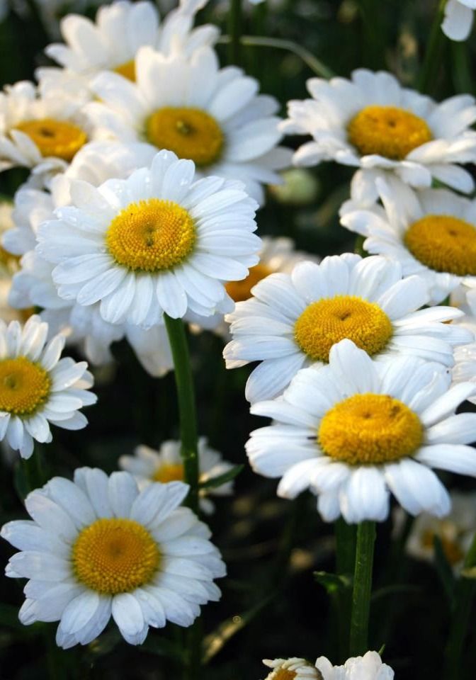 Flowers that represent 'Forgiveness'