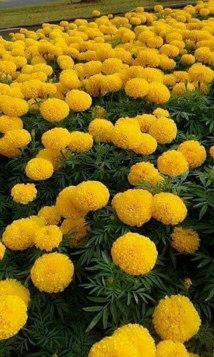 बड़ी आसानी से तैयार करें गेंदे की नर्सरी, इतने बीज की होगी जरूरत ...