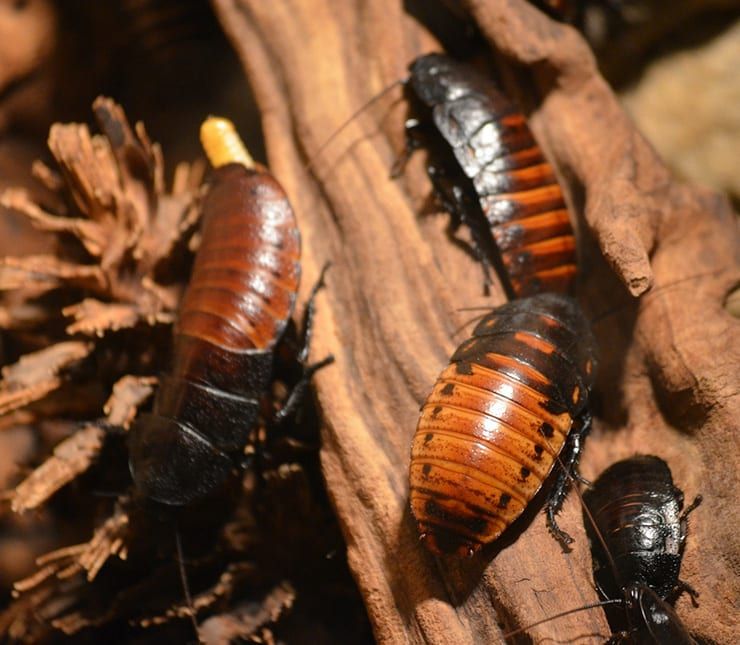 Types of Cockroaches Found In India
