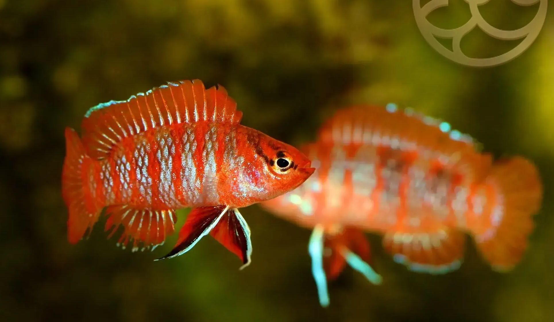 Red Freshwater Fish