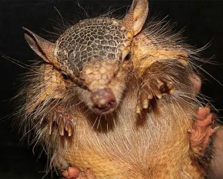 Amazing Animals With Long Names