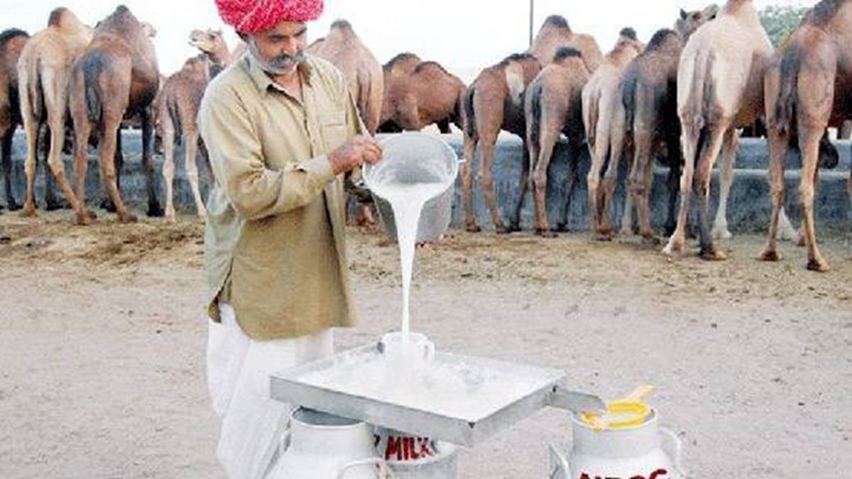 3500 रुपये लीटर है इस जानवर का दूध, पीने से बॉडी को मिलेंगे चमत्कारिक ...