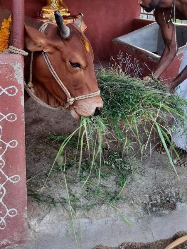 गाय की ये दो नस्लें दूध से भर देंगी बाल्टी... - Two breeds of cows that ...