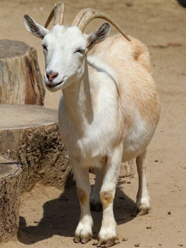 बकरीद के लिए अगर खरीद रखा है बकरा तो ऐसे रखें ध्यान - If you have ...