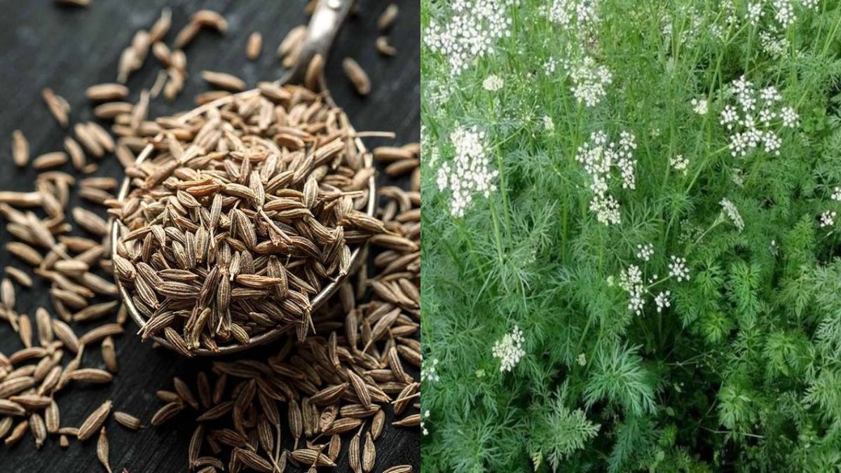गमले में उगाएं जीरे का पौधा, बेहद आसान है पूरा प्रोसेस - How to grow cumin seeds jeera plant in ...