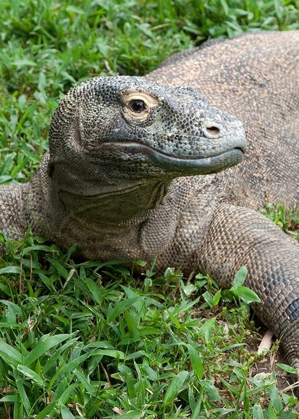 Fastest Reptiles in the World