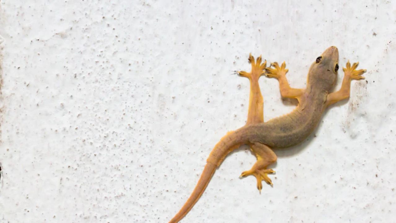 বাড়িতে লেজ কাটা টিকটিকি দেখে ফেলেছেন? কীসের ইঙ্গিত জানুন - Tail less ...