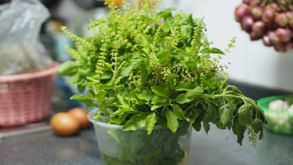 घर में खुशहाली के लिए मेन गेट पर रख दें ये पौधा, कभी नहीं रहेंगे परेशान ...