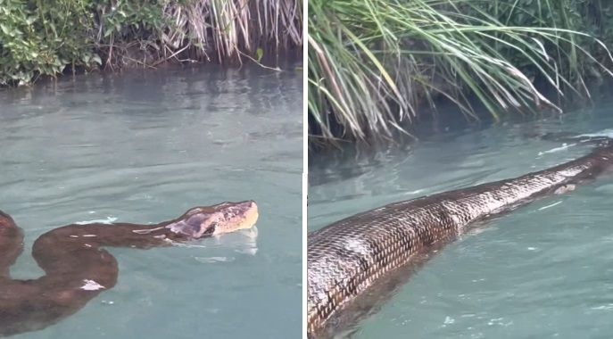 पानी में तैरते हुए मिल गया Anaconda, फोटोग्राफर ने शेयर किया खतरनाक ...