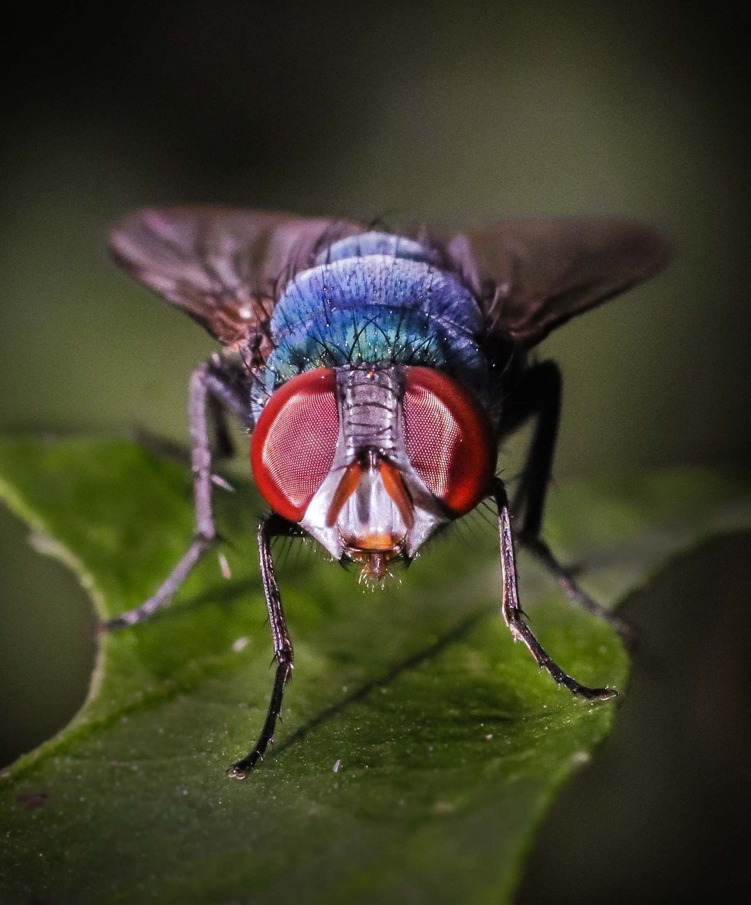 Insects with a One-Day Lifespan