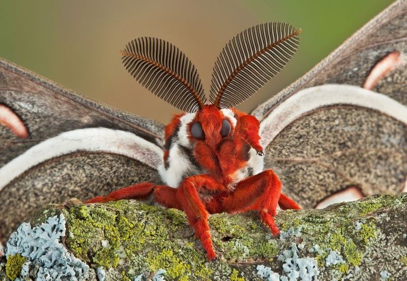 Pretty Little Things: Most beautiful insects