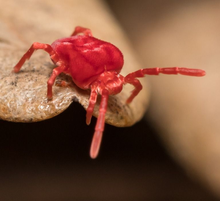 Insects That Turn Red When Touched