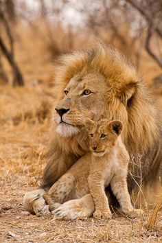 Nature's best dads: Animals that excel in fatherhood