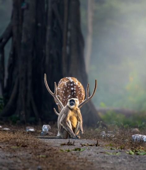 Rare and magic moments of Rajaji Tiger Reserve