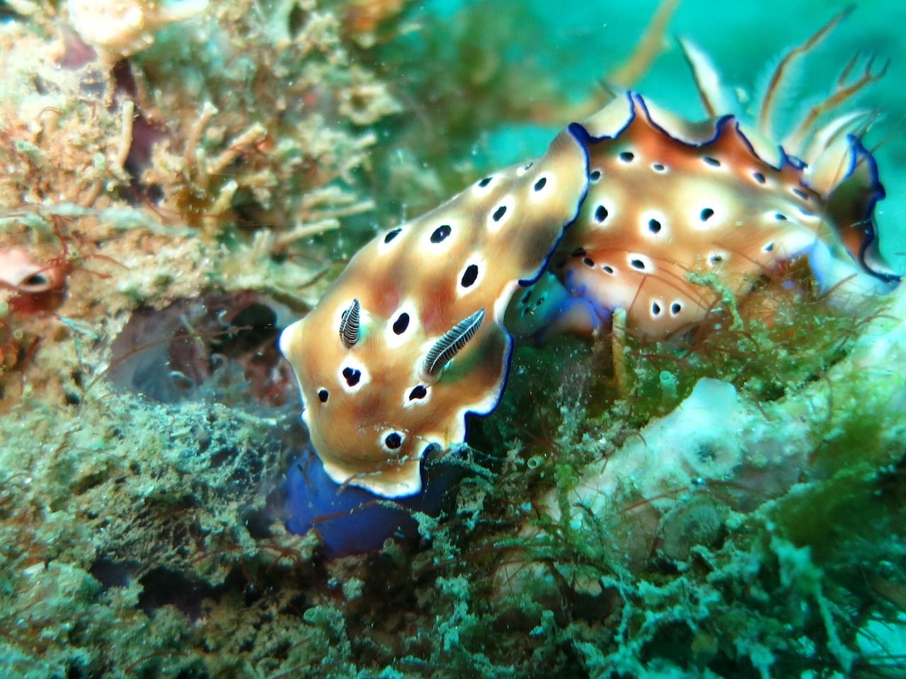 Stunning sea creatures with polka dot patterns