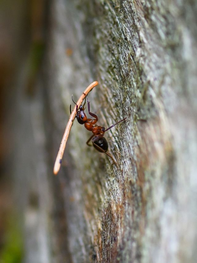 Top Social Insects: Nature’s Best Team Players