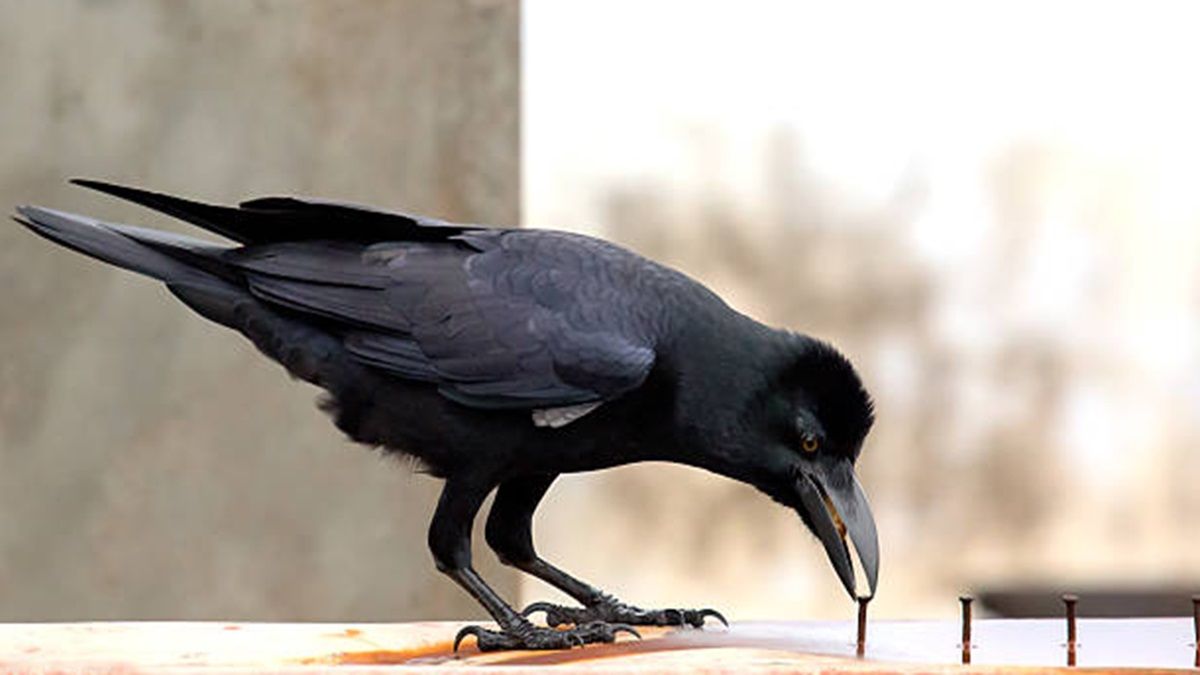 अमीर बना देगा कौवे का ये एक गुण, जीवन भर करोगे तरक्की - Chanakya niti ...