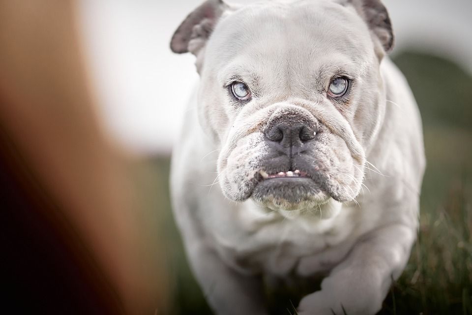 Fierce fighters: Dog breeds known for their fighting skills