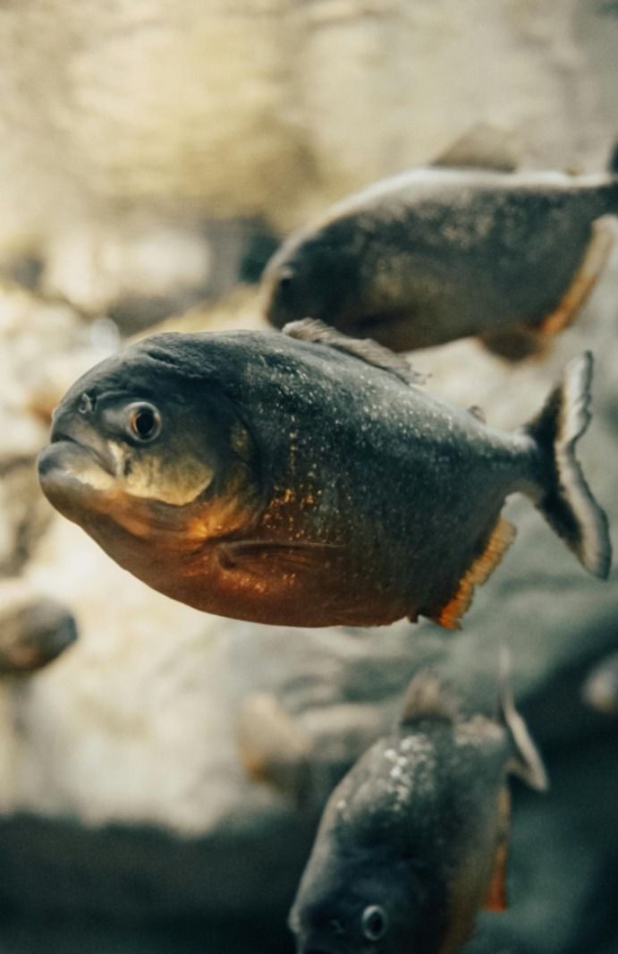 Fish with Thick Scales
