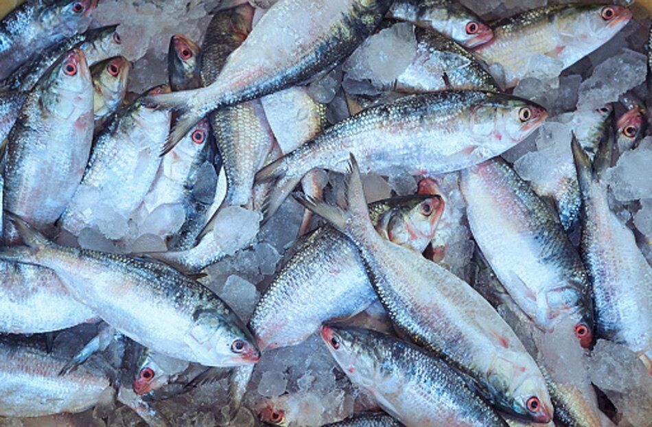 এক কেজির ইলিশ ঠিক কত পিস করা উচিত? অনেকেই জানেন না - Hilsa fish recipe ...