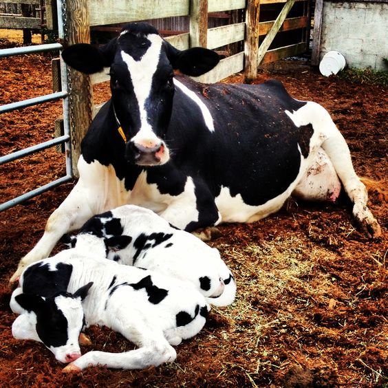 गाय पालन से चाहते हैं खूब कमाई तो तुरंत जान लें बेसिक बातें... - What ...