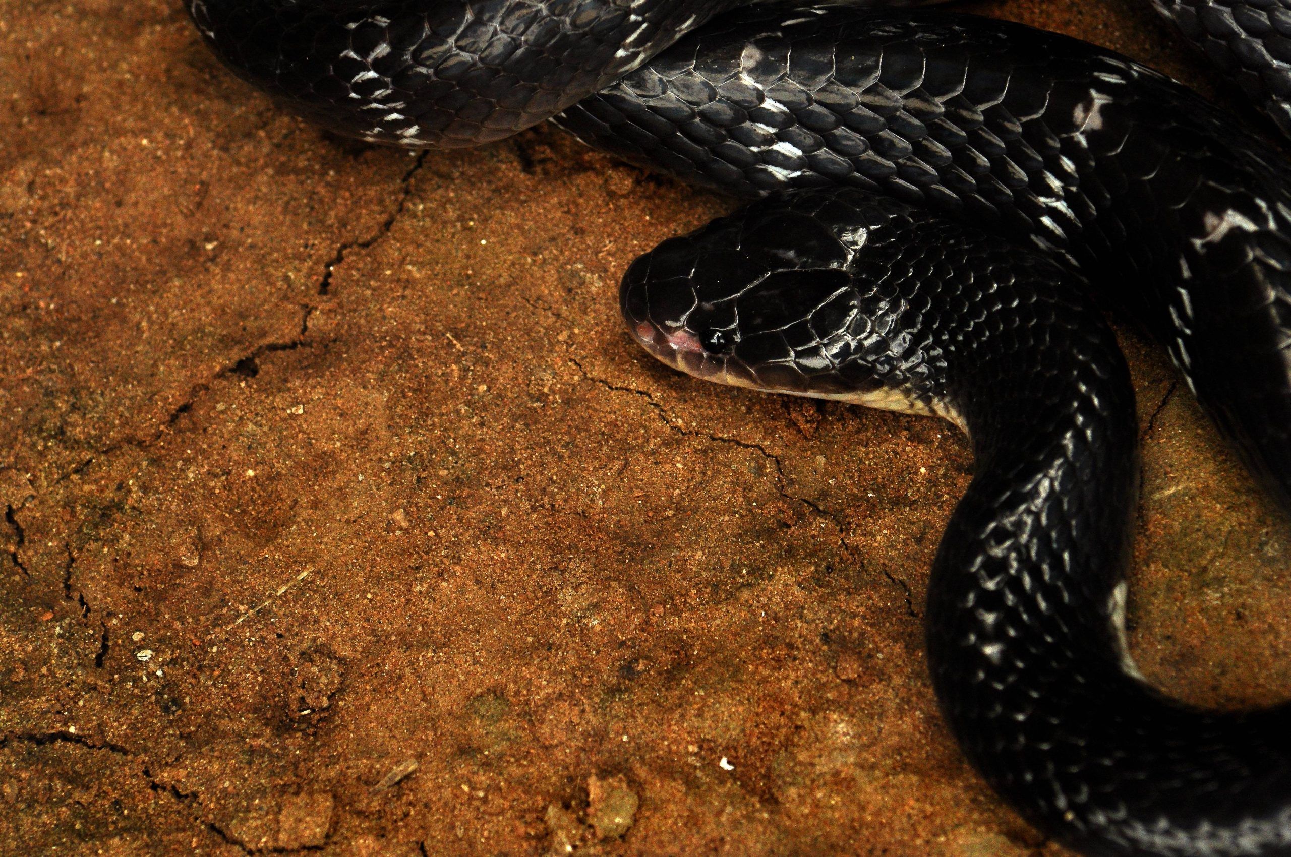 Deadliest Snake In The World 2024