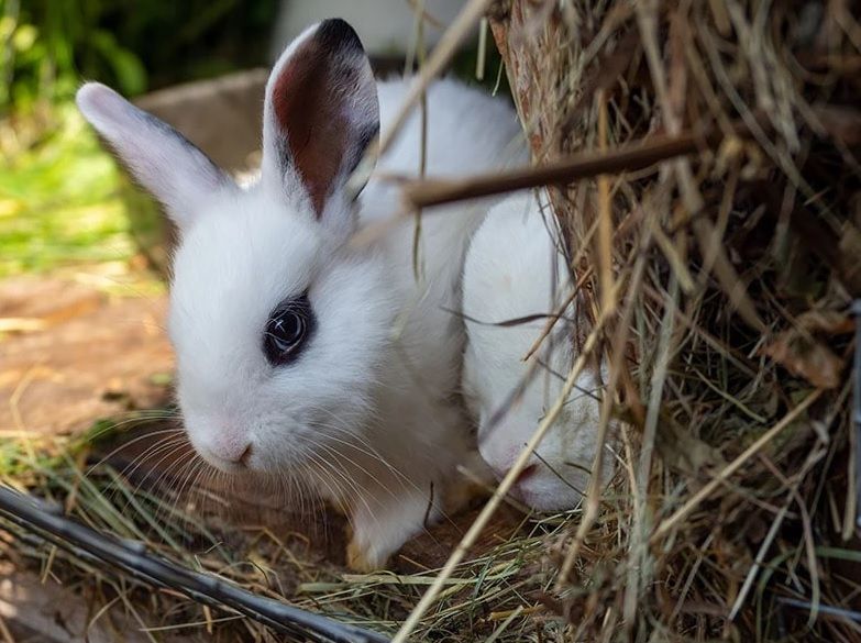 Rare Rabbit Breeds: Unique and Uncommon Varieties