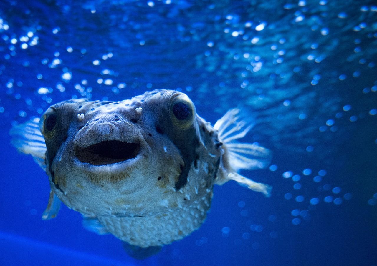 Top 10 Goofy Animals That Will Make You Smile