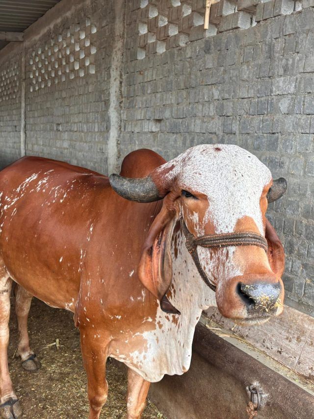 देसी गायों में बड़ी खास है ये नस्ल, खासियत जान पाल लेंगे! - Gir cow is ...