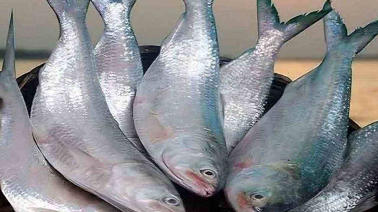 পদ্মার ইলিশ দেখলেই চিনবেন, রইল ৫ টিপস - Tips to recognize authentic padma hilsa of bangladesh ...