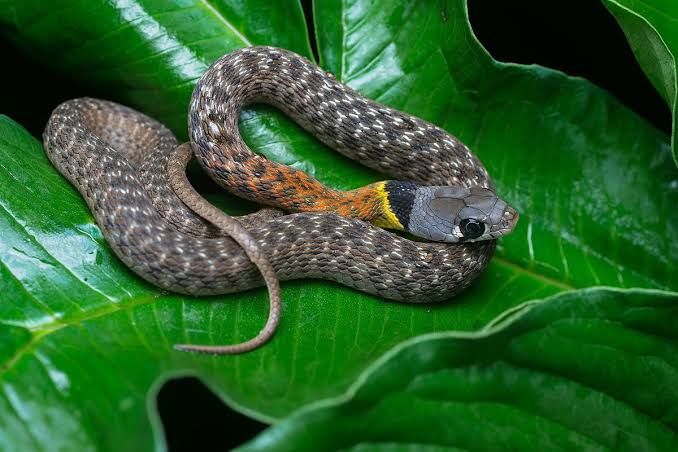 Deadliest Snakes of Assam