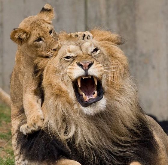 Lion's Nightmare: Animals That Rule the African Savanna