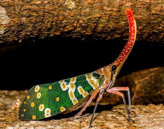 Most Beautiful Insects