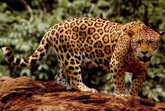 Jaguar: 5 Surprising Facts