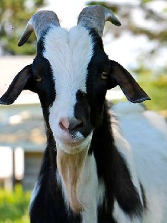 दूध के लिए पाल रहे हैं बकरी? जानें तीन खास नस्लों के बारे में - Highest ...