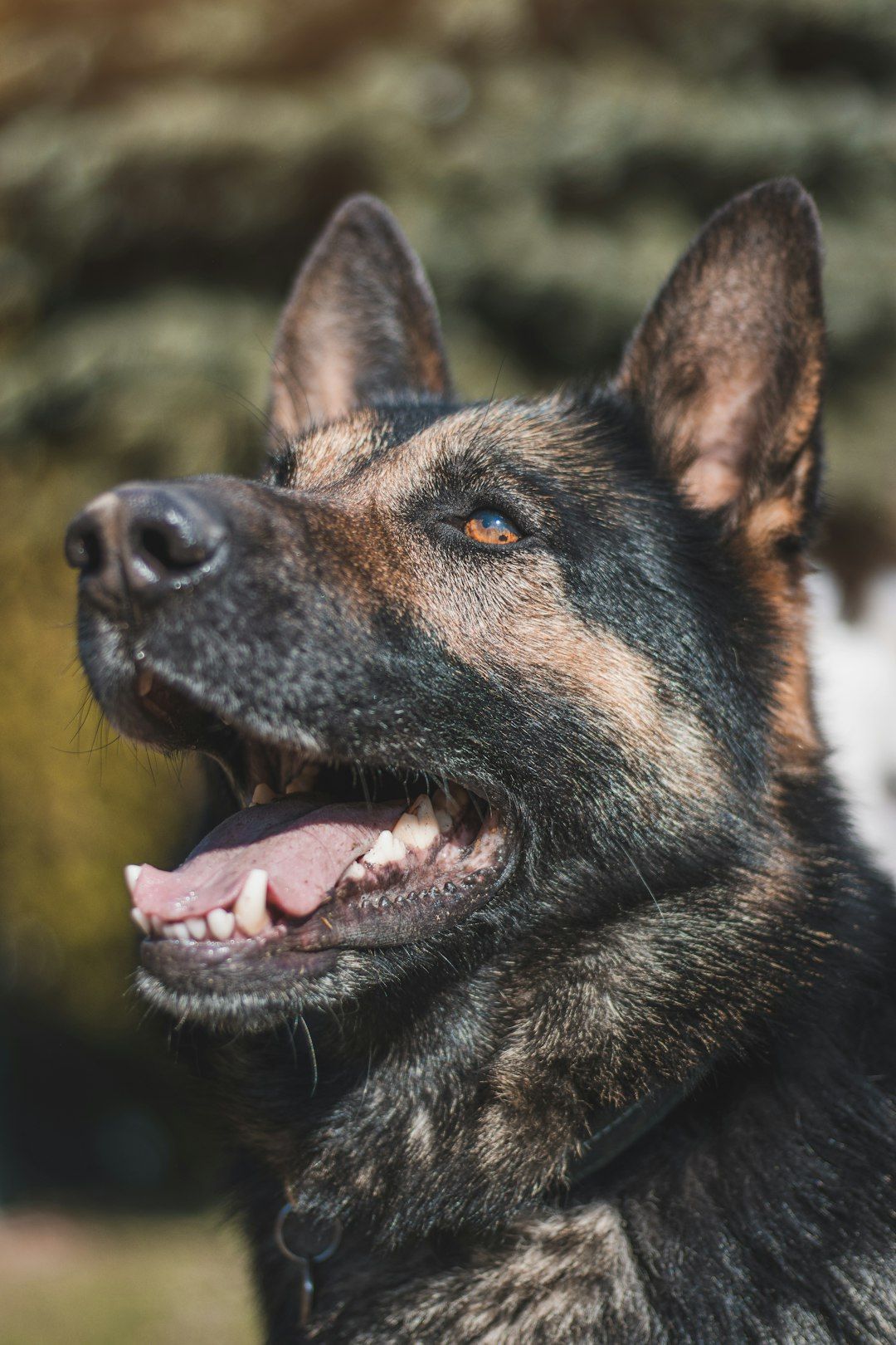 5 Most Protective Dog Breeds