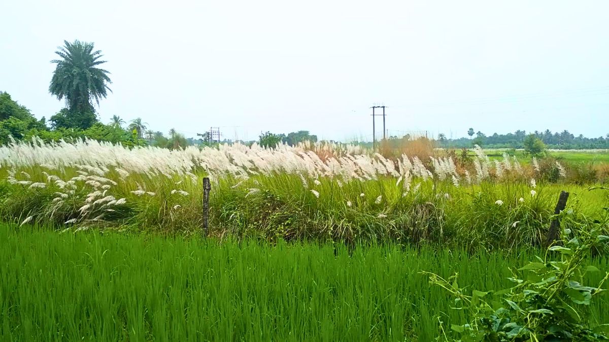 কাশফুলের ইংরাজি কী? ৯০% লোকই বলতে পারবে না - Kash ful english meaning ...