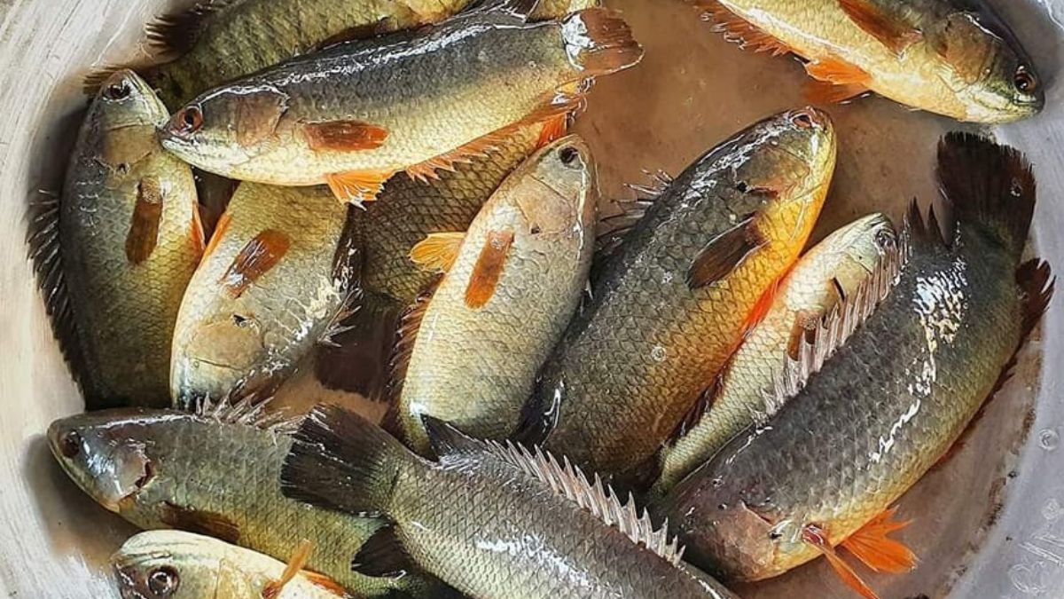 কই মাছকে ইংরেজিতে কী বলে? অনেক শিক্ষিত লোকই জানে না - What is koi mach ...