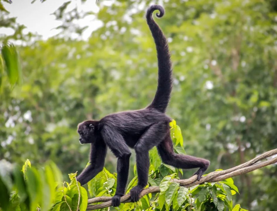 Monkey Tails: More Than Just a Swing