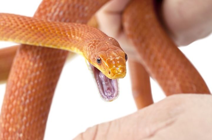 Mind-Blowing Facts About Snake Venom You Probably Didn't Know