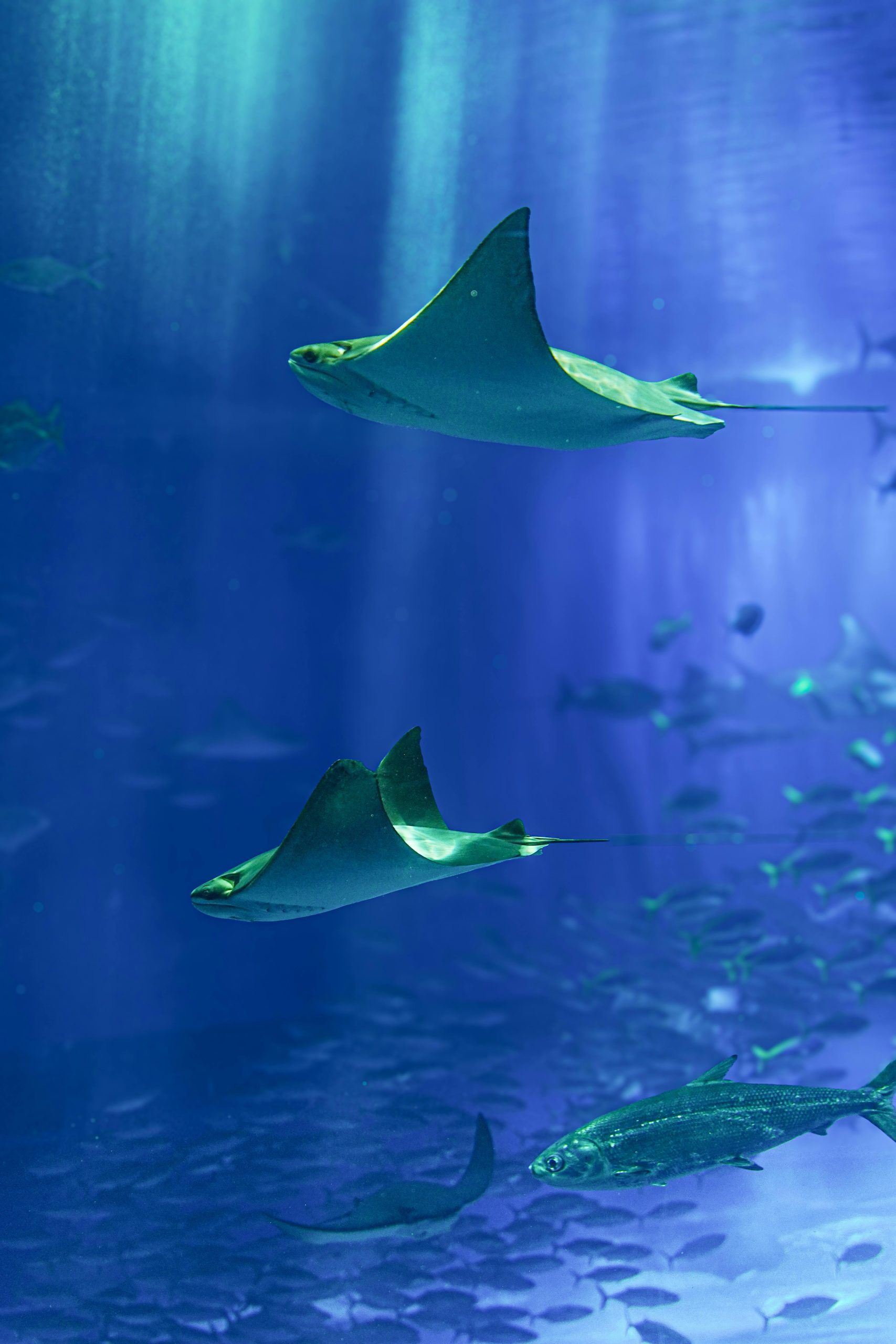 Fishes that Swim the Slowest