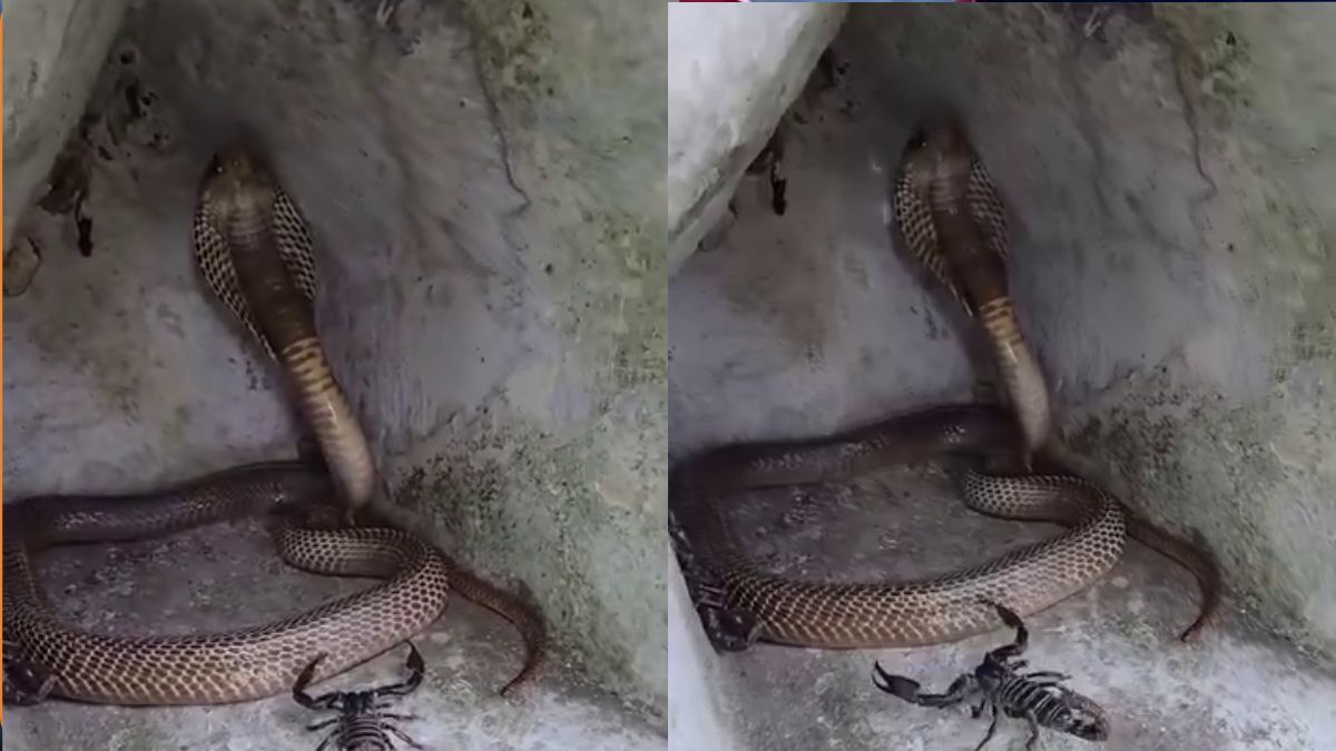 जब आमने-सामने हुए बिच्छू और सांप, आखिर में जो हुआ... - Seeing the ...