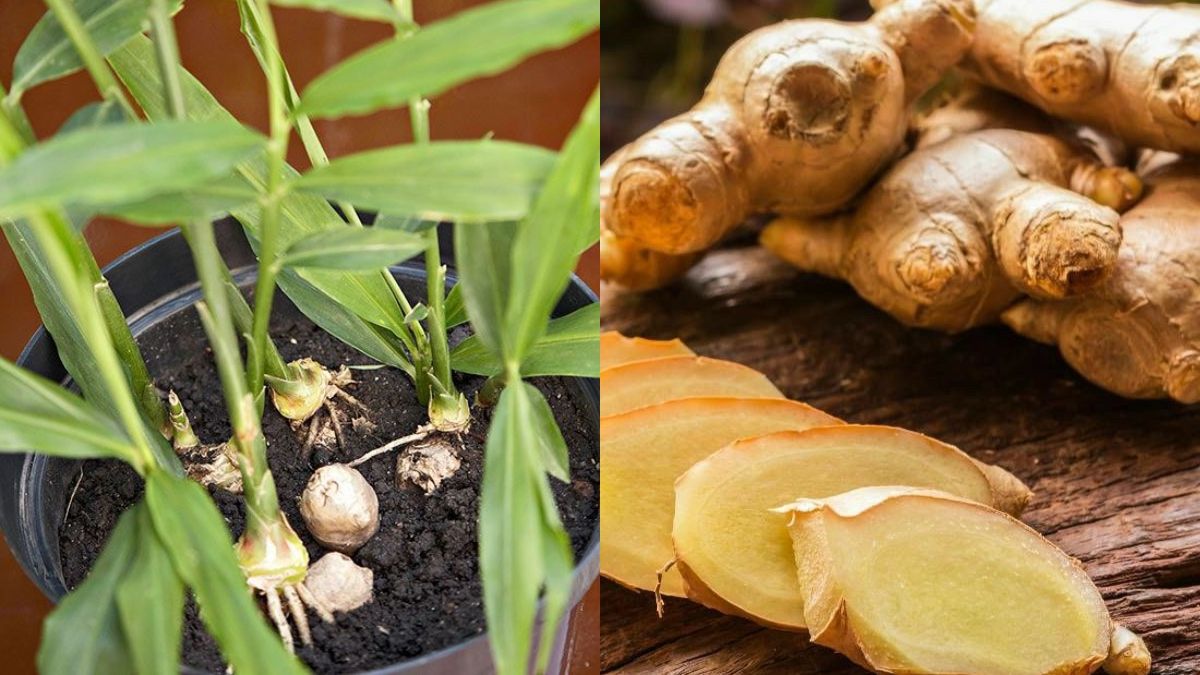 सर्दियों के मौसम में गमले में उगाएं अदरक, फॉलो करें ये प्रोसेस - How to ...