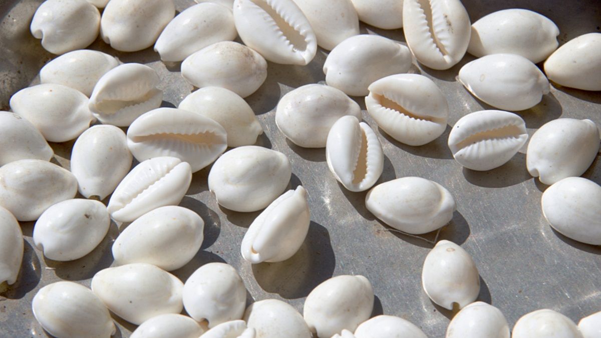 'फूटी कौड़ी' तो काफी सुना होगा, आज मतलब भी जान लीजिए - Cowrie shells ...