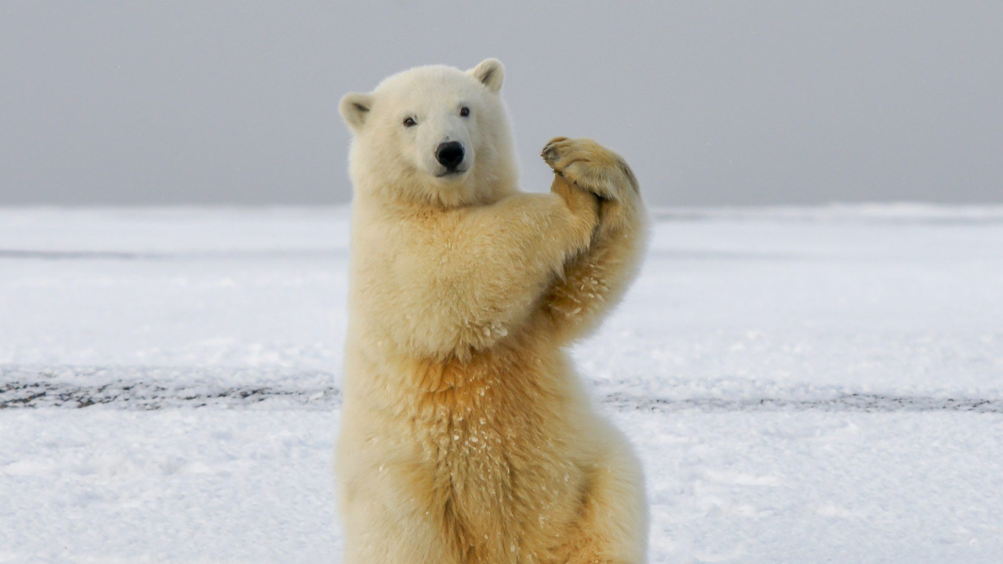 5 Interesting Facts About Polar Bear