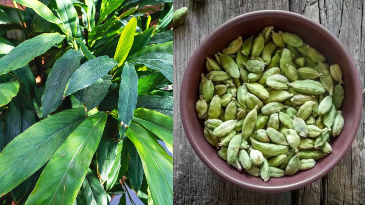 বারান্দা বা ছাদেই হবে কিলো কিলো ছোট এলাচ, রইল চাষের নিয়ম - How to grow ...