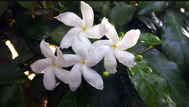 गमले में लगाएं ये खूबसूरत पौधा, फूलों की खुशबू से महक जाएगा घर - How to ...