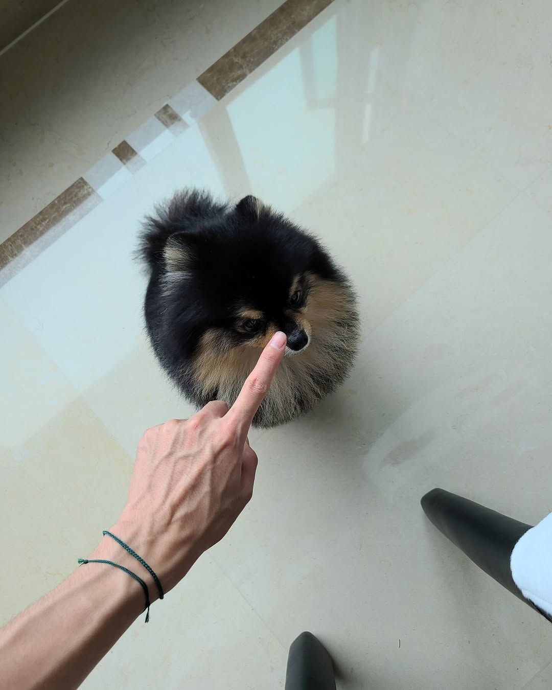 Yeontan Breed BTS Community Post Tan 😉 Heheheh🐾